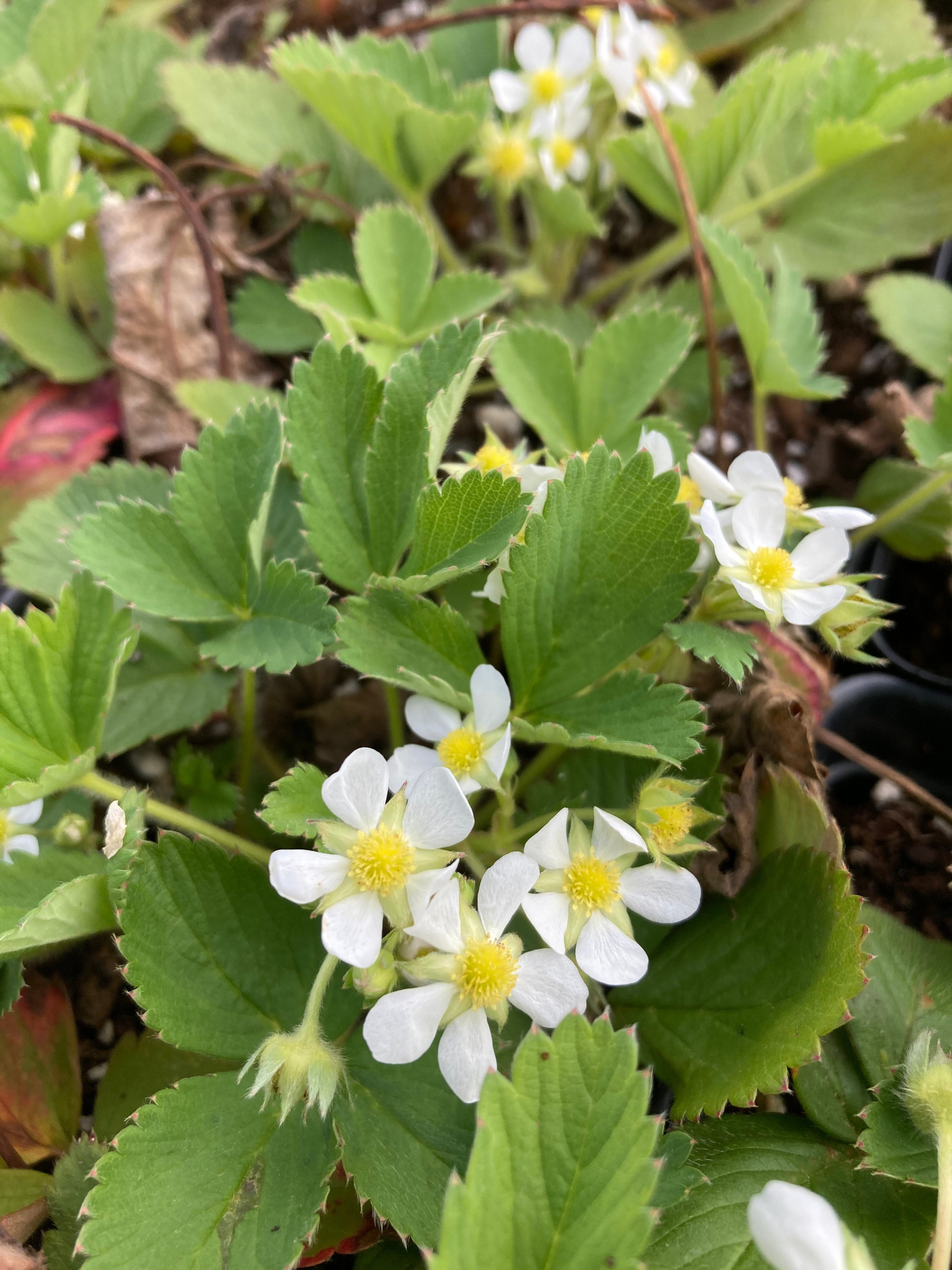 Wild Strawberry (Fragaria virginiana) | Birdsfoot Native Nursery