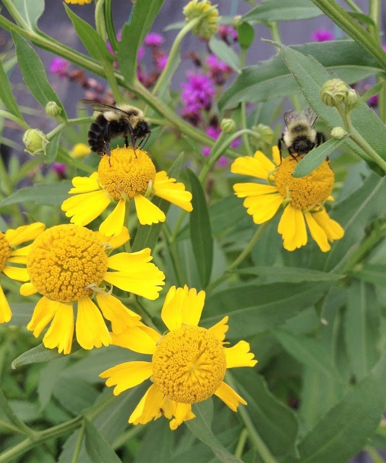 Sneezeweed (Helenium autumnale) | Birdsfoot Native Nursery