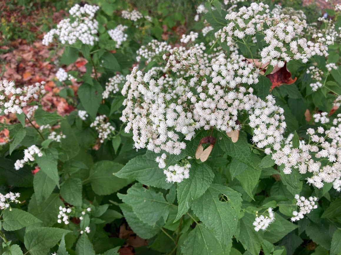 White Snakeroot (Ageratina altissima) | Birdsfoot Native Nursery