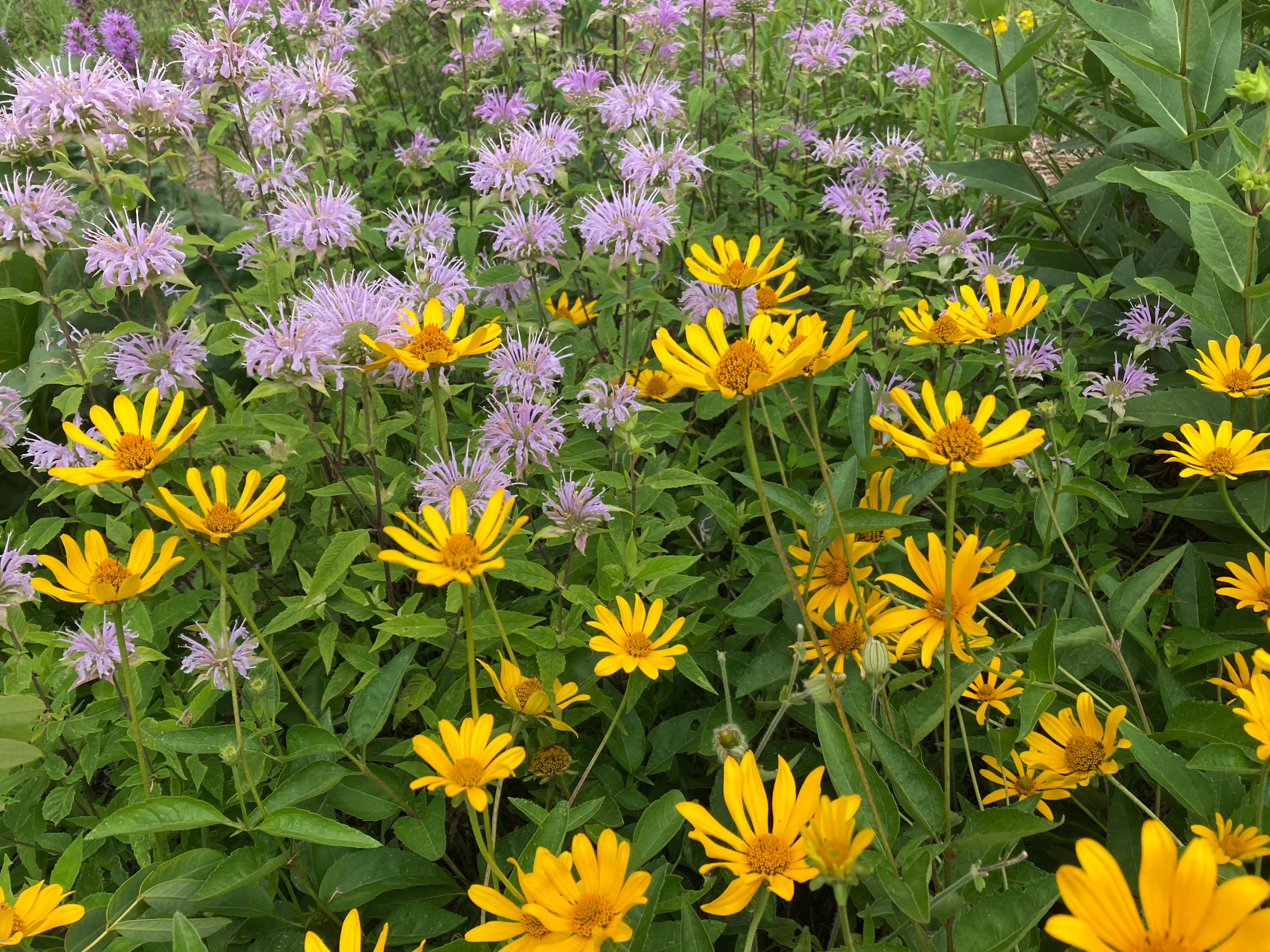 Early/False Sunflower (Heliopsis helianthoides) | Birdsfoot Native Nursery