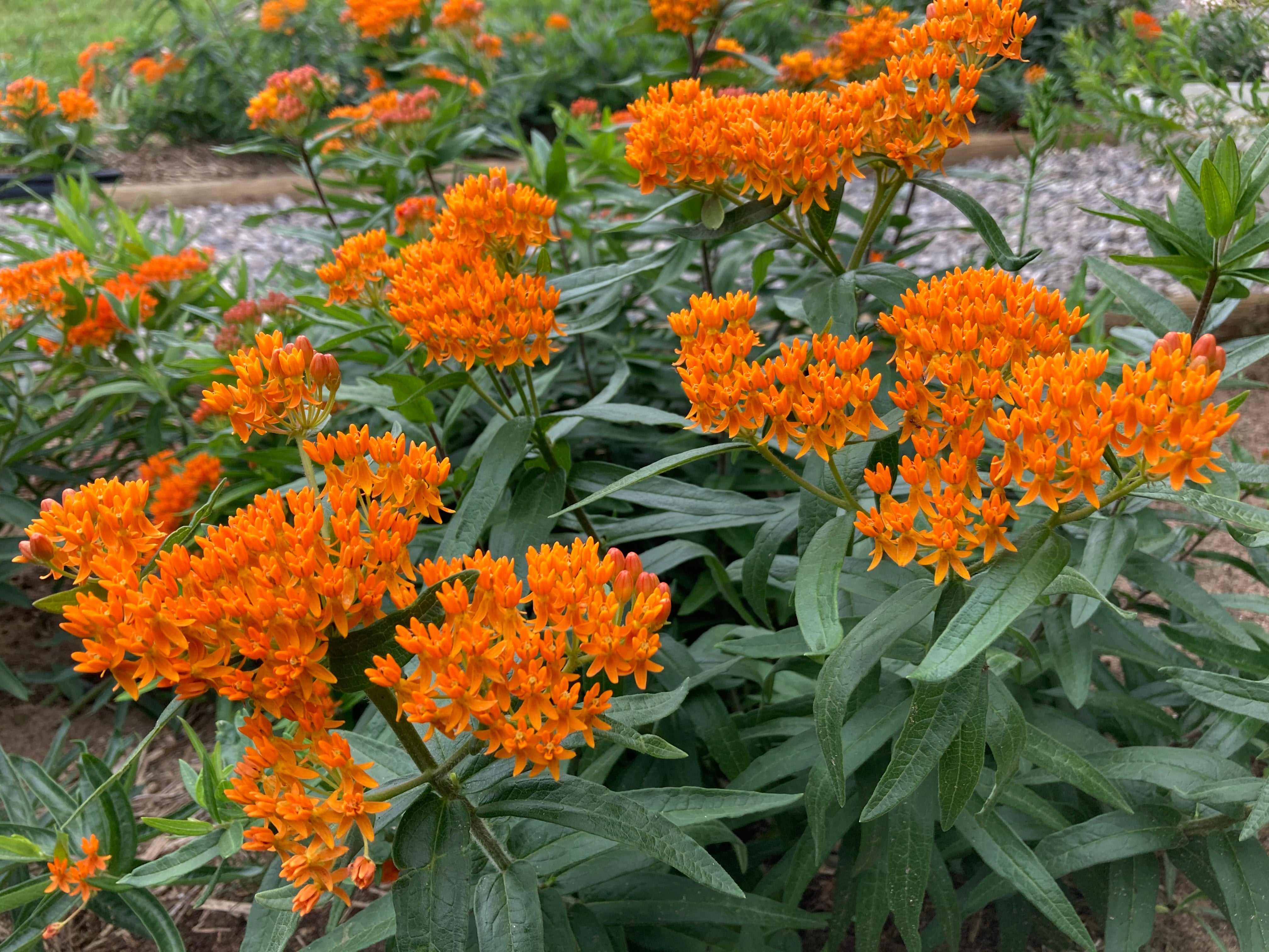 Butterfly Weed (Asclepias tuberosa) | Birdsfoot Native Nursery