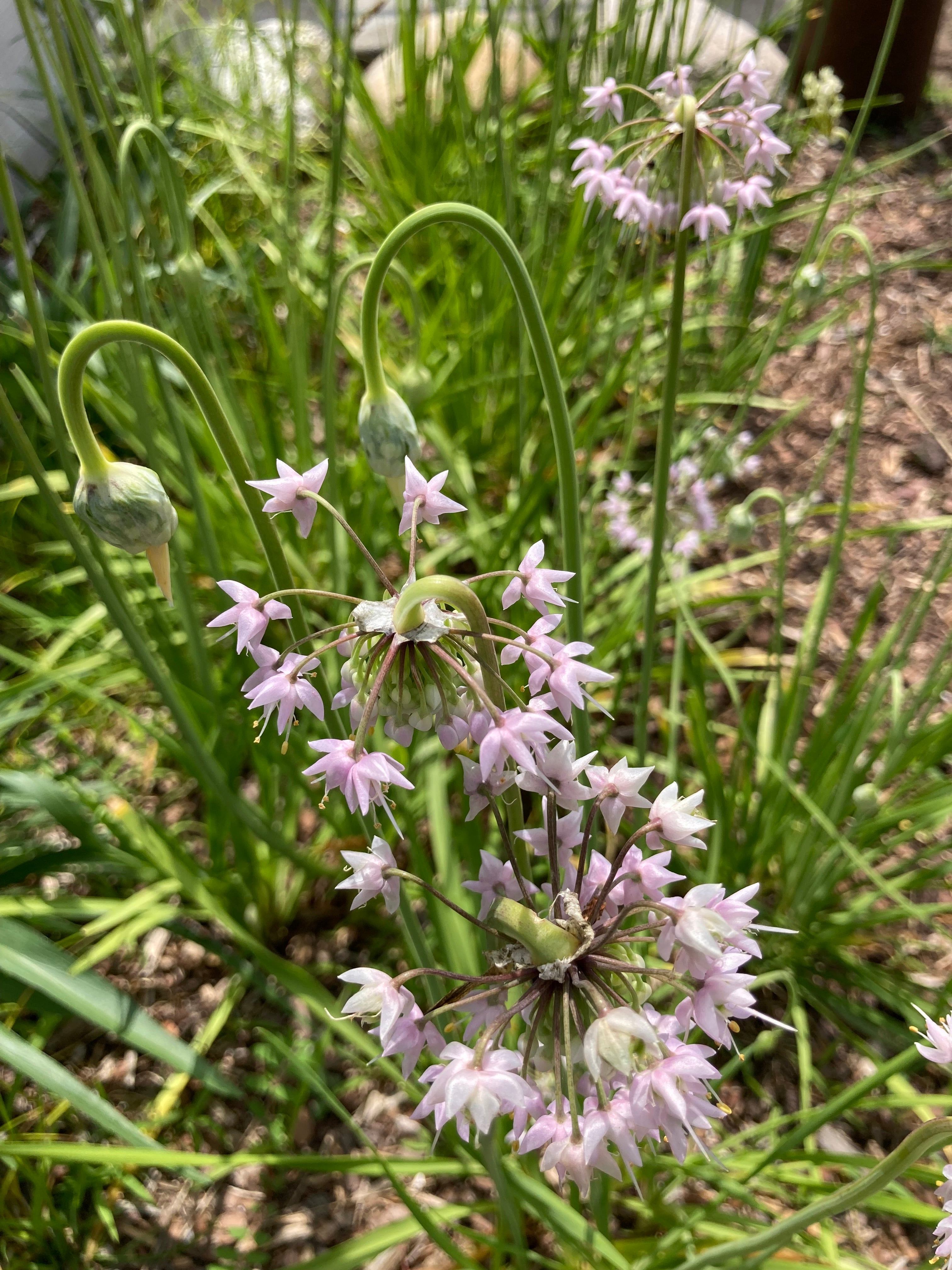 Nodding Wild Onion (Allium cernuum) | Birdsfoot Native Nursery