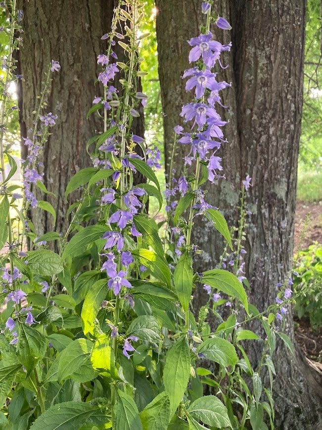 Tall Bellflower (Campanula americana) | Birdsfoot Native Nursery