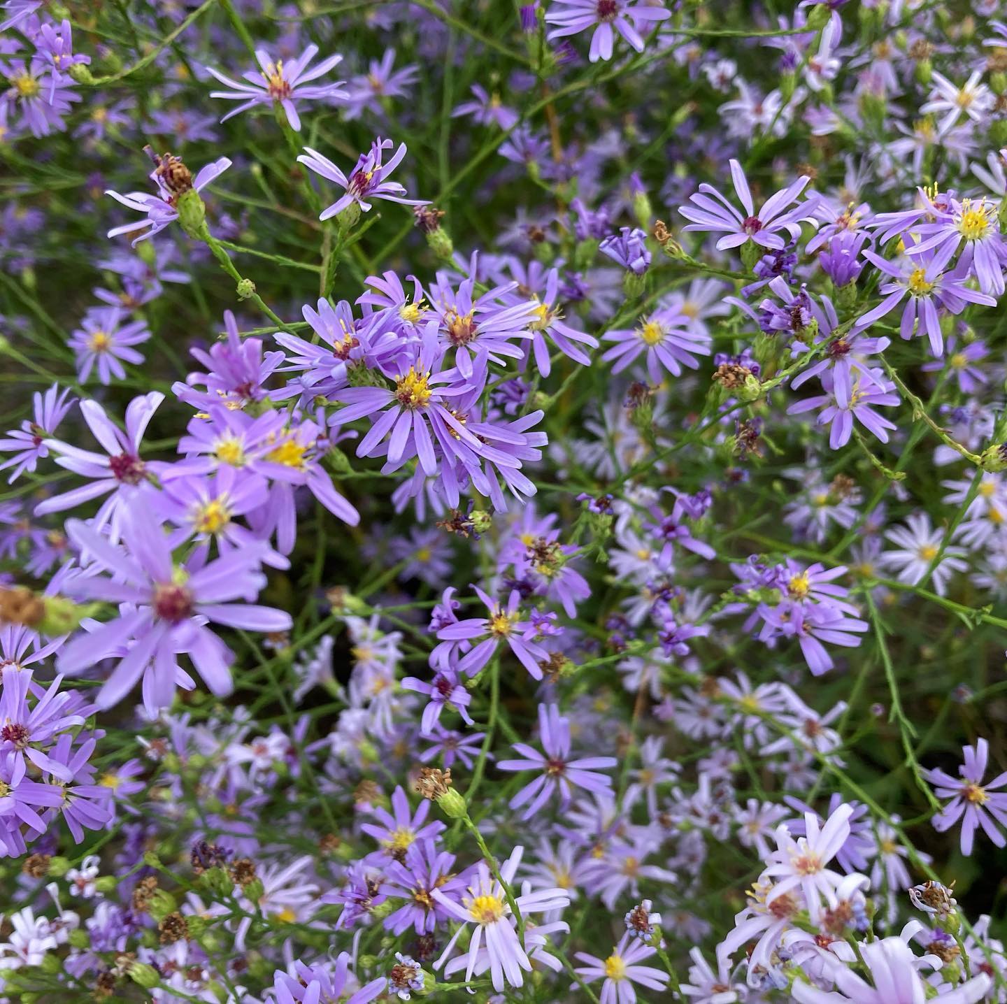 Sky Blue Aster (Symphyotrichum oolentangiense) | Birdsfoot Native Nursery