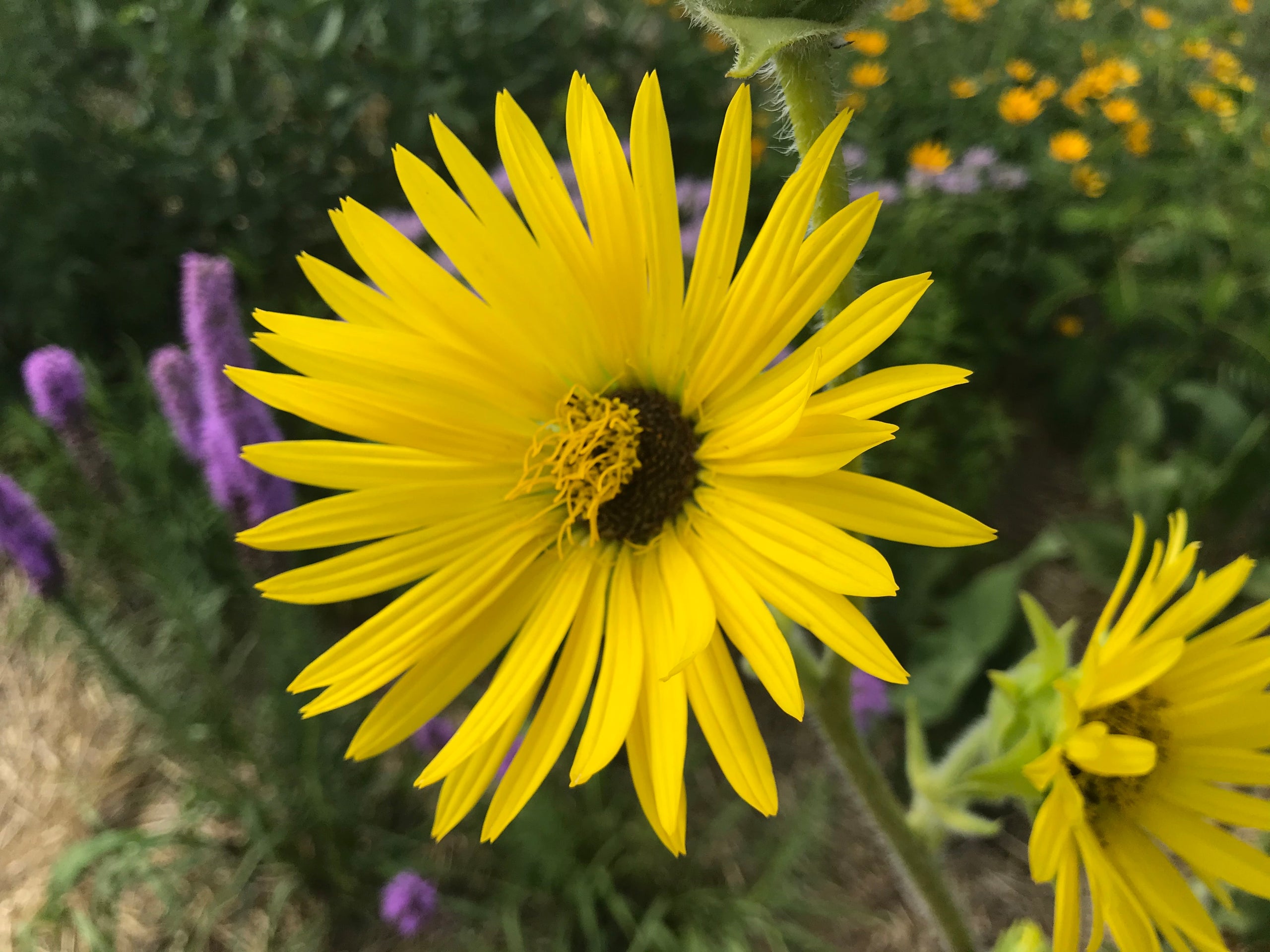 Compass Plant (Silphium laciniatum) | Birdsfoot Native Nursery