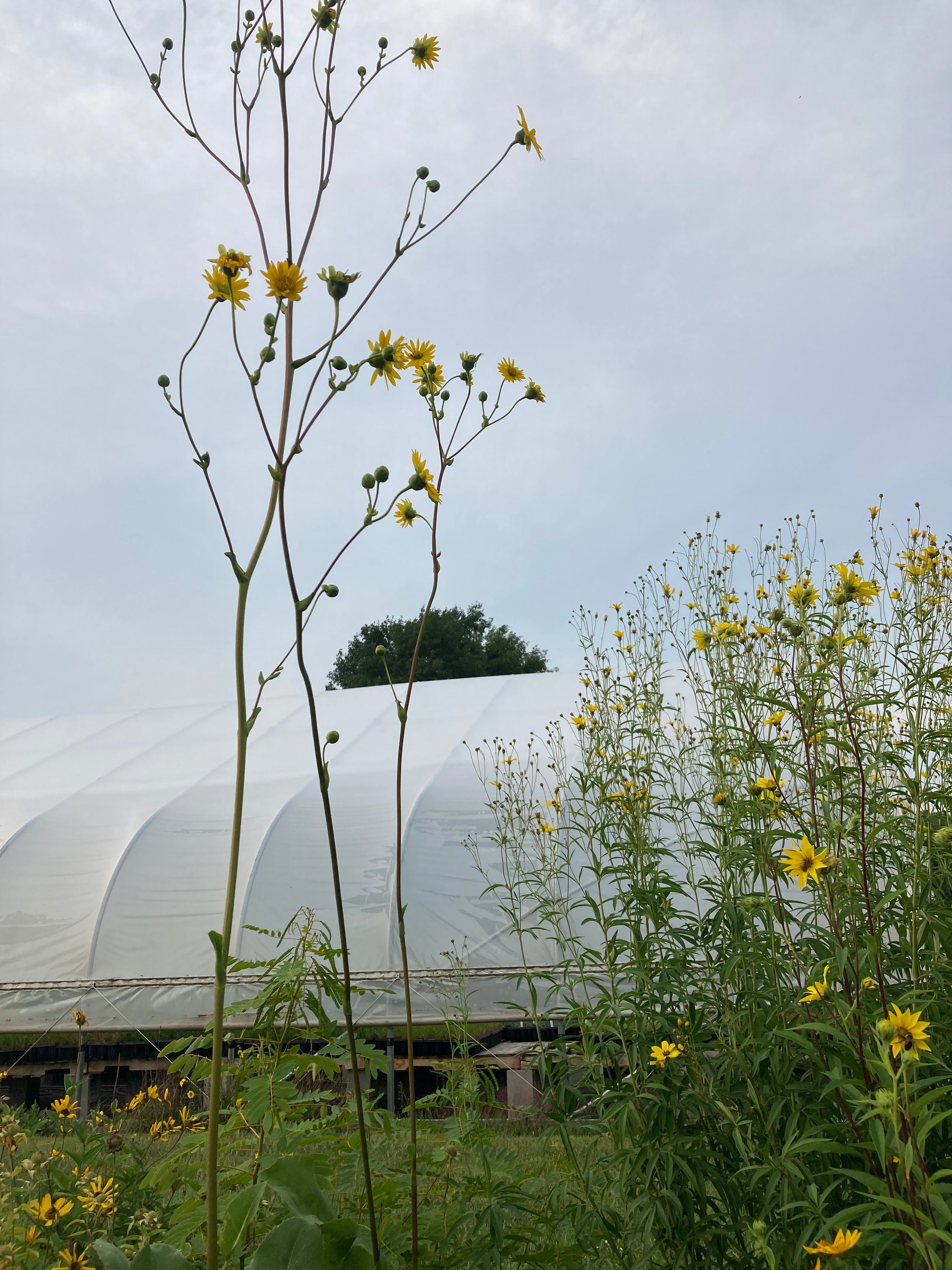 Prairie Dock (Silphium terebinthinaceum) | Birdsfoot Native Nursery
