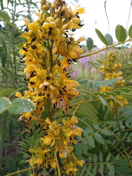 Wild Senna (Cassia herbacarpa) | Birdsfoot Native Nursery