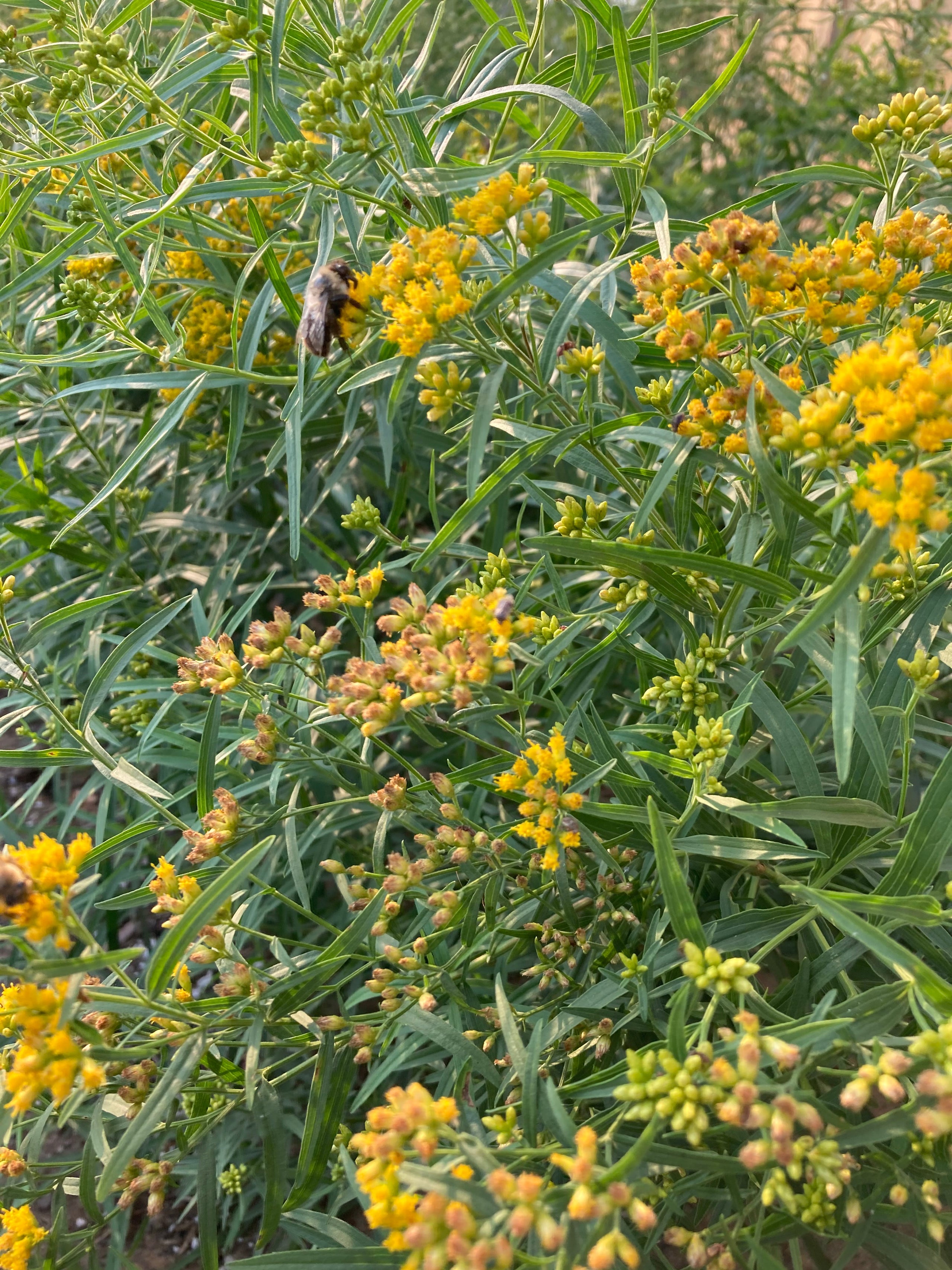 Grass leaved Goldenrod (Euthamia graminifolia) | Birdsfoot Native Nursery