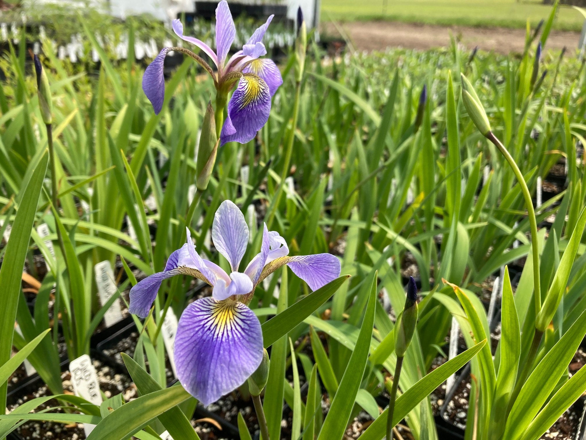 Wild Blue Iris (Iris versicolor) | Birdsfoot Native Nursery