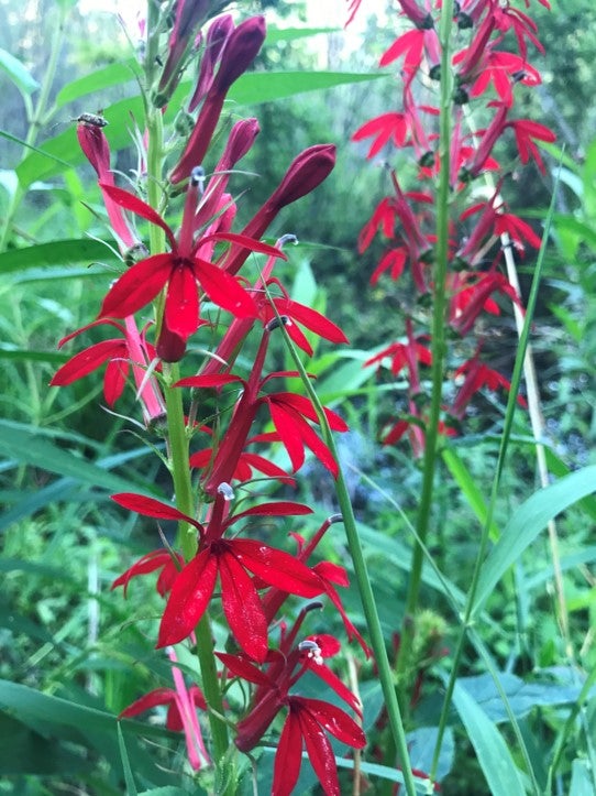 Cardinal Flower (Lobelia cardinalis) | Birdsfoot Native Nursery