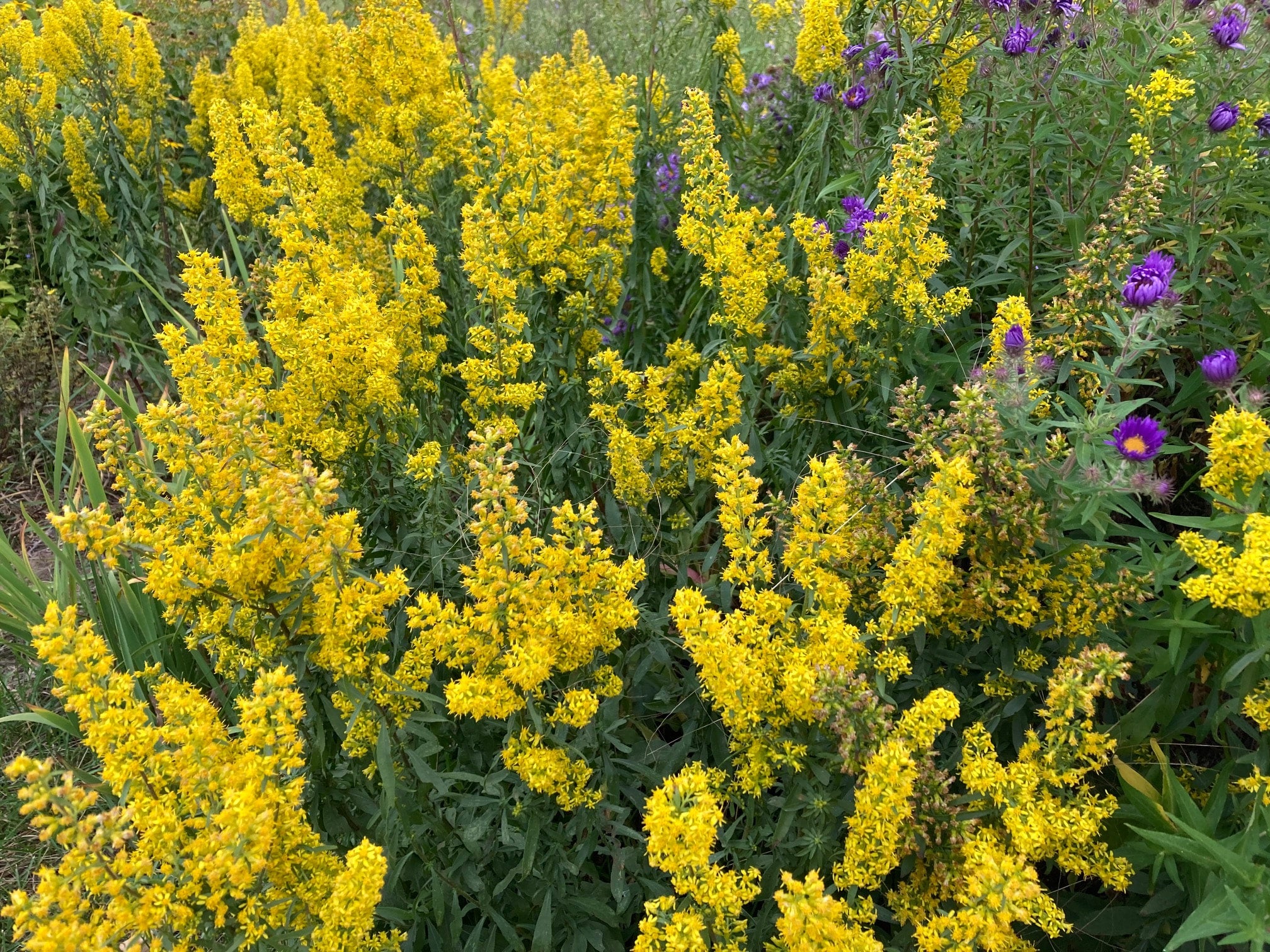 Pollinator Garden Kit | Birdsfoot Native Nursery