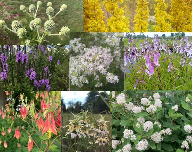 Pollinator Garden Kit | Birdsfoot Native Nursery