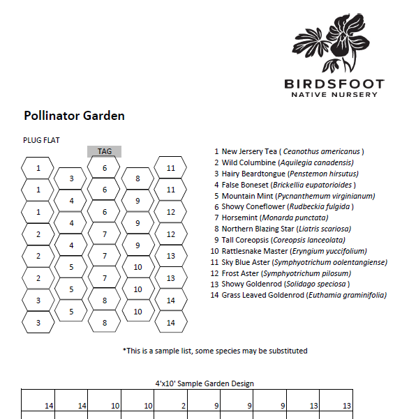 Pollinator Garden Kit | Birdsfoot Native Nursery