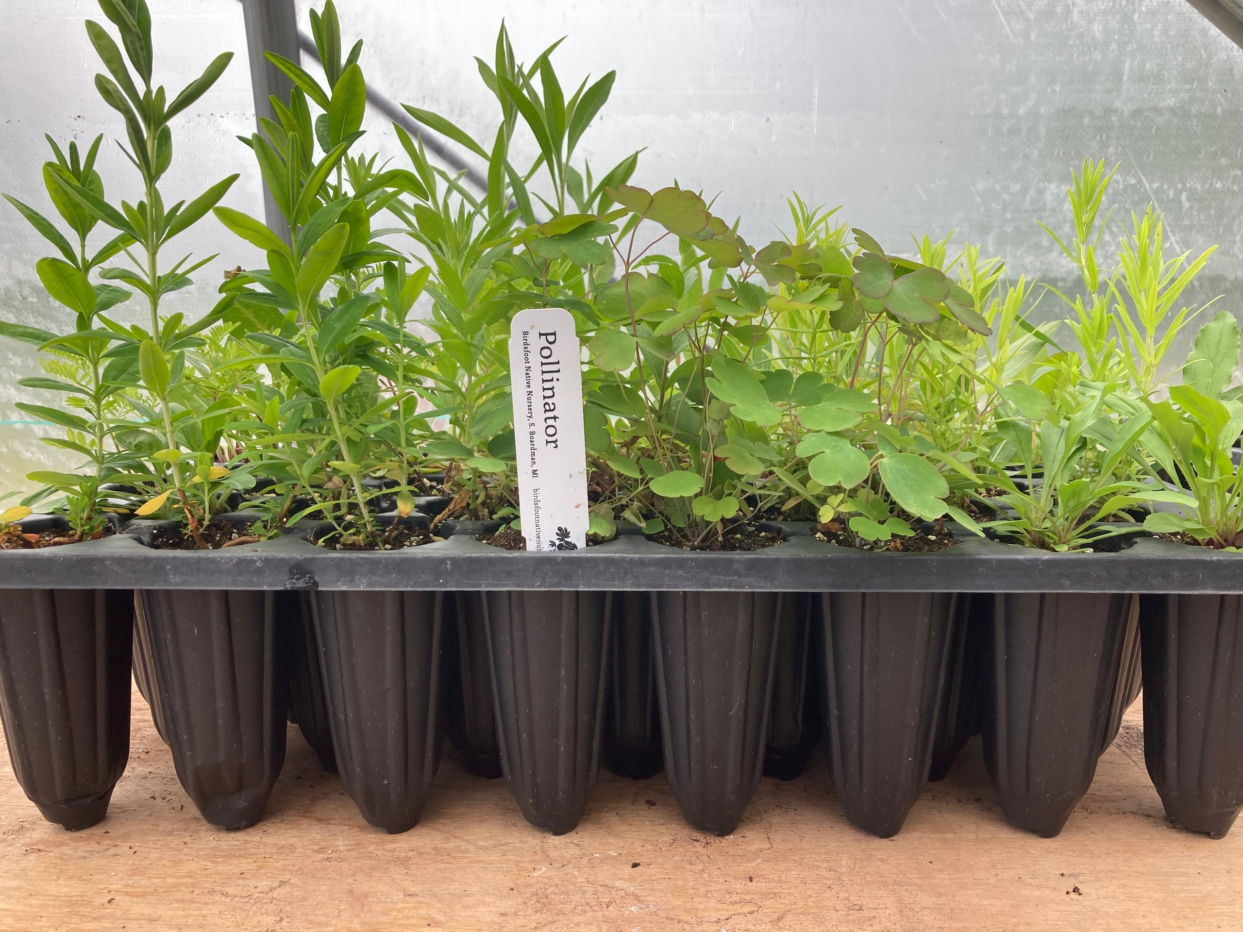 Pollinator Garden Kit | Birdsfoot Native Nursery