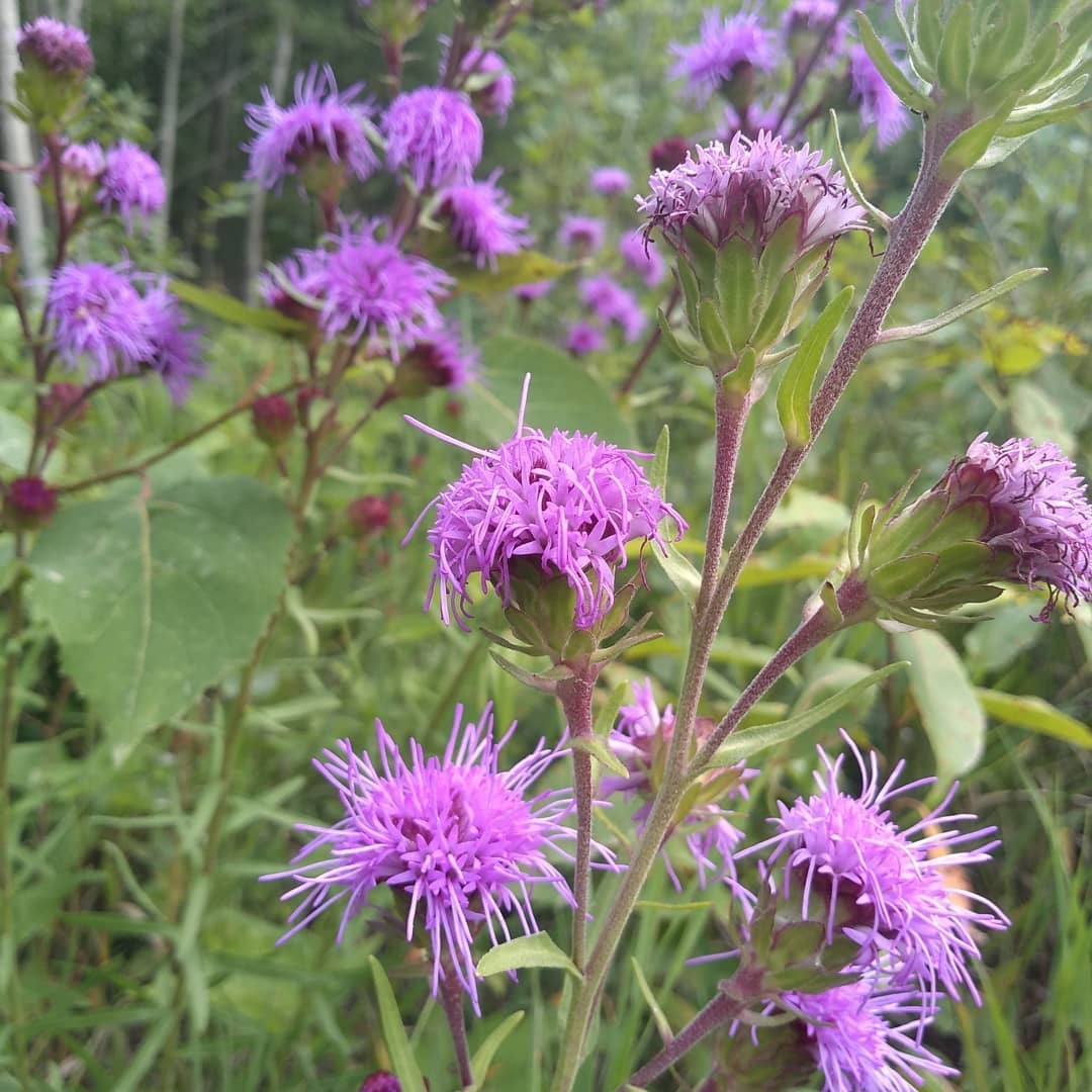 Pollinator Garden Kit | Birdsfoot Native Nursery