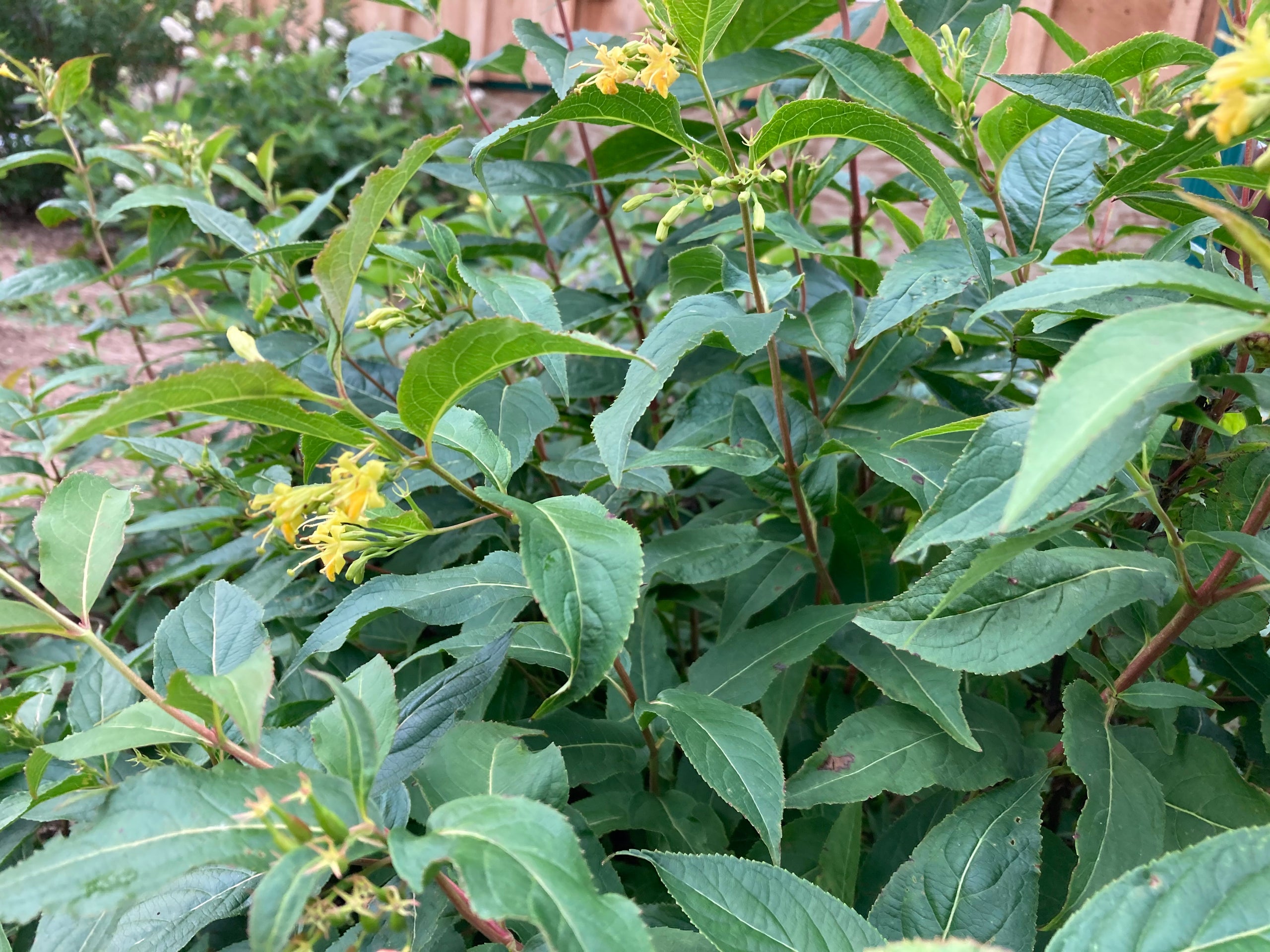 Northern Bush Honeysuckle (Diervilla lonicera) | Birdsfoot Native Nursery