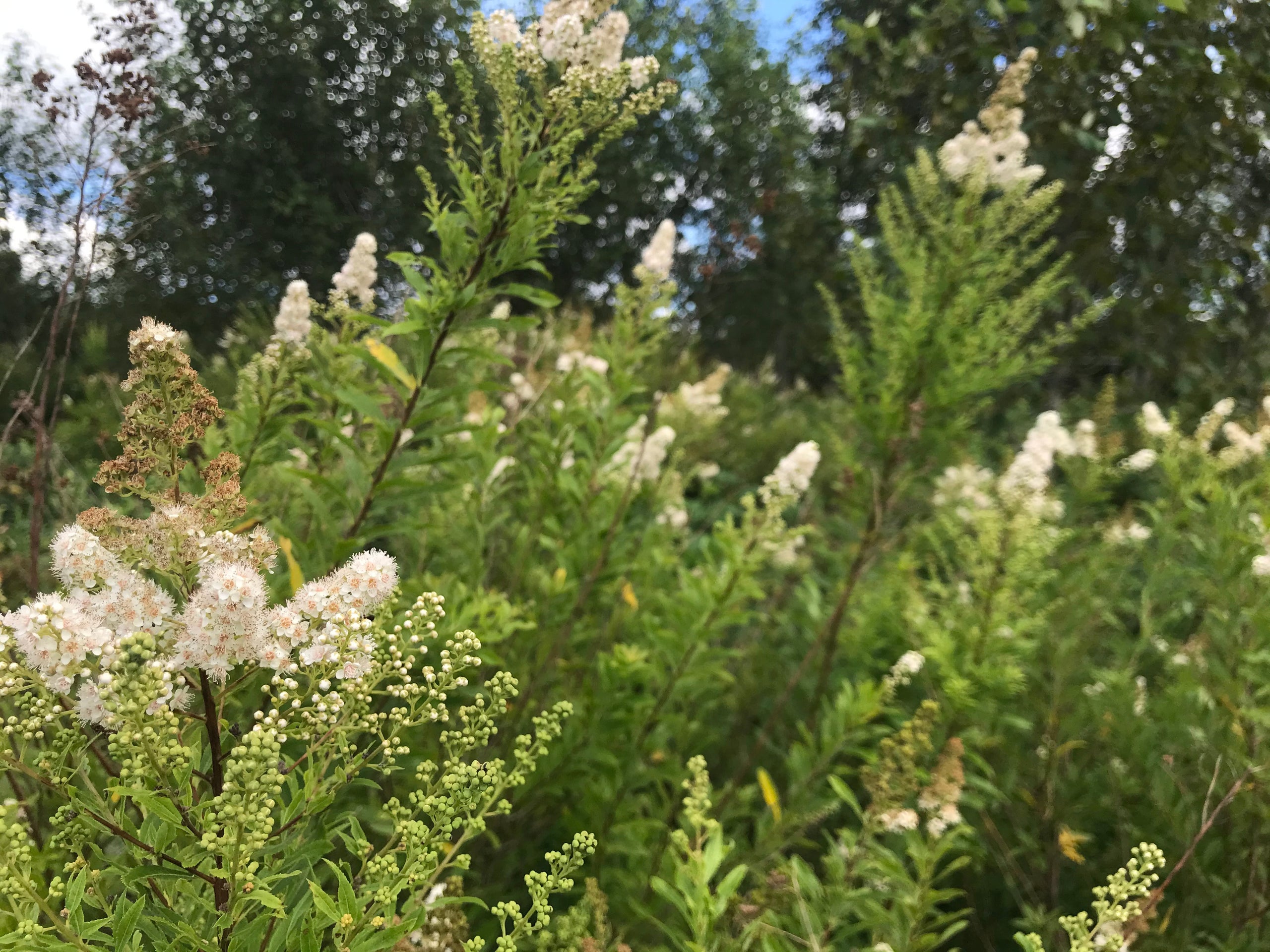 Meadowsweet (Spiraea alba) | Birdsfoot Native Nursery
