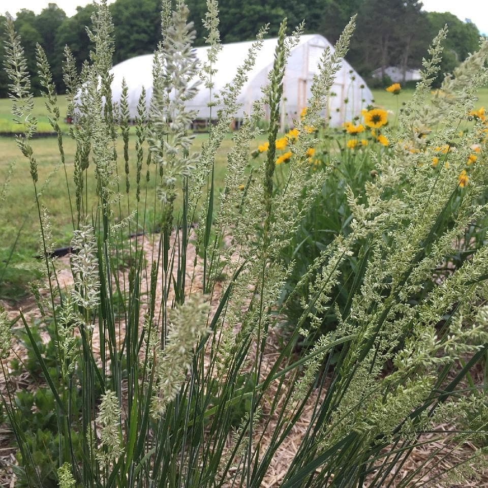 June Grass (Koeleria cristata) | Birdsfoot Native Nursery