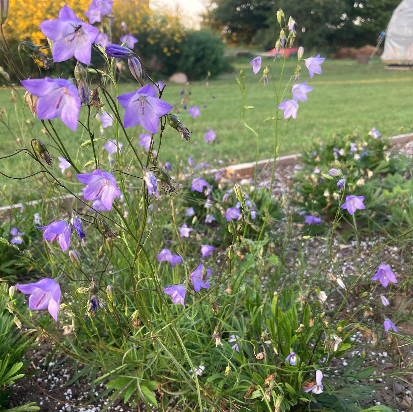 Harebell (Campanula rotundifolia) | Birdsfoot Native Nursery