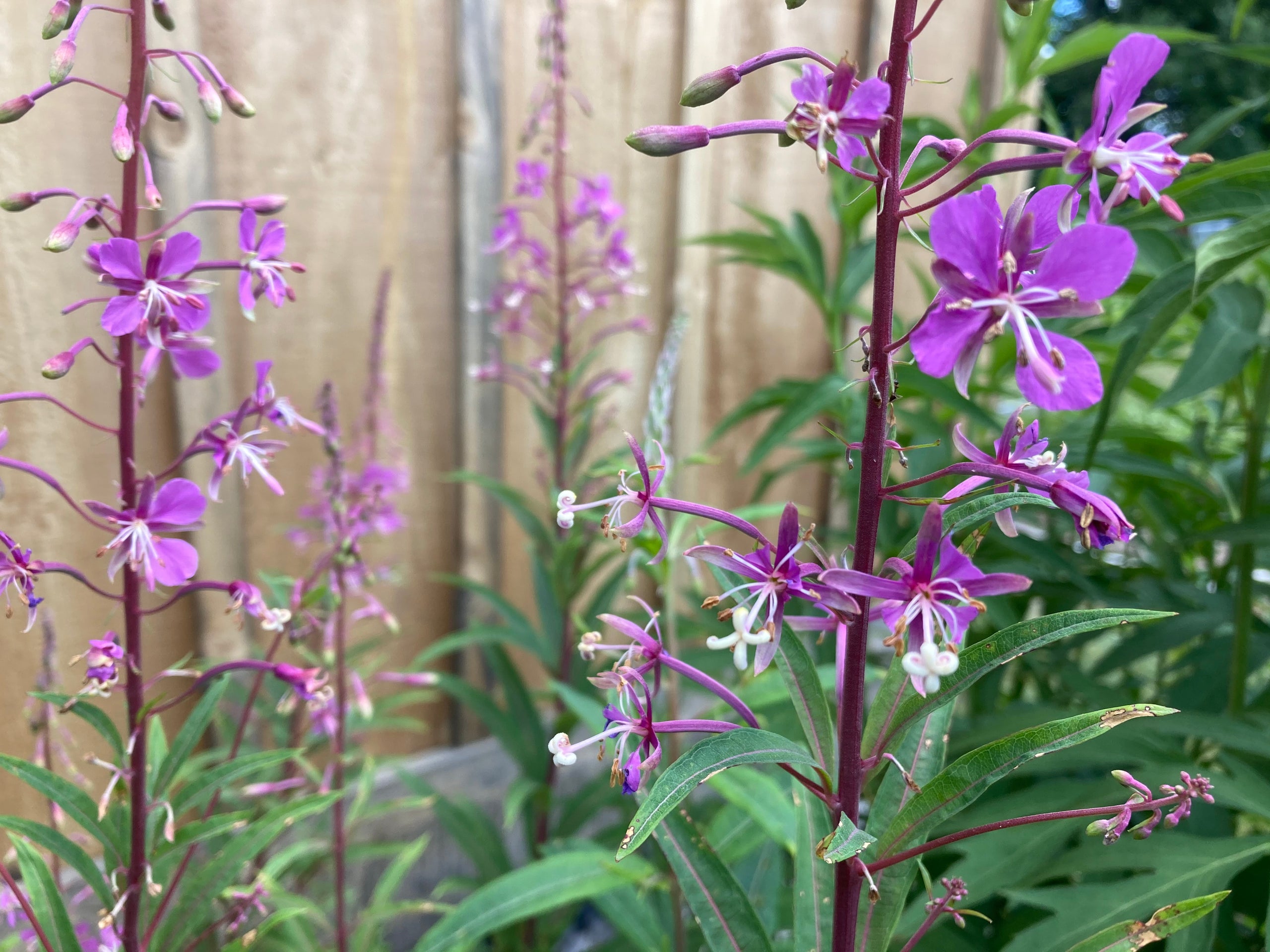 Fireweed (Chamaenerion angustifolium) | Birdsfoot Native Nursery