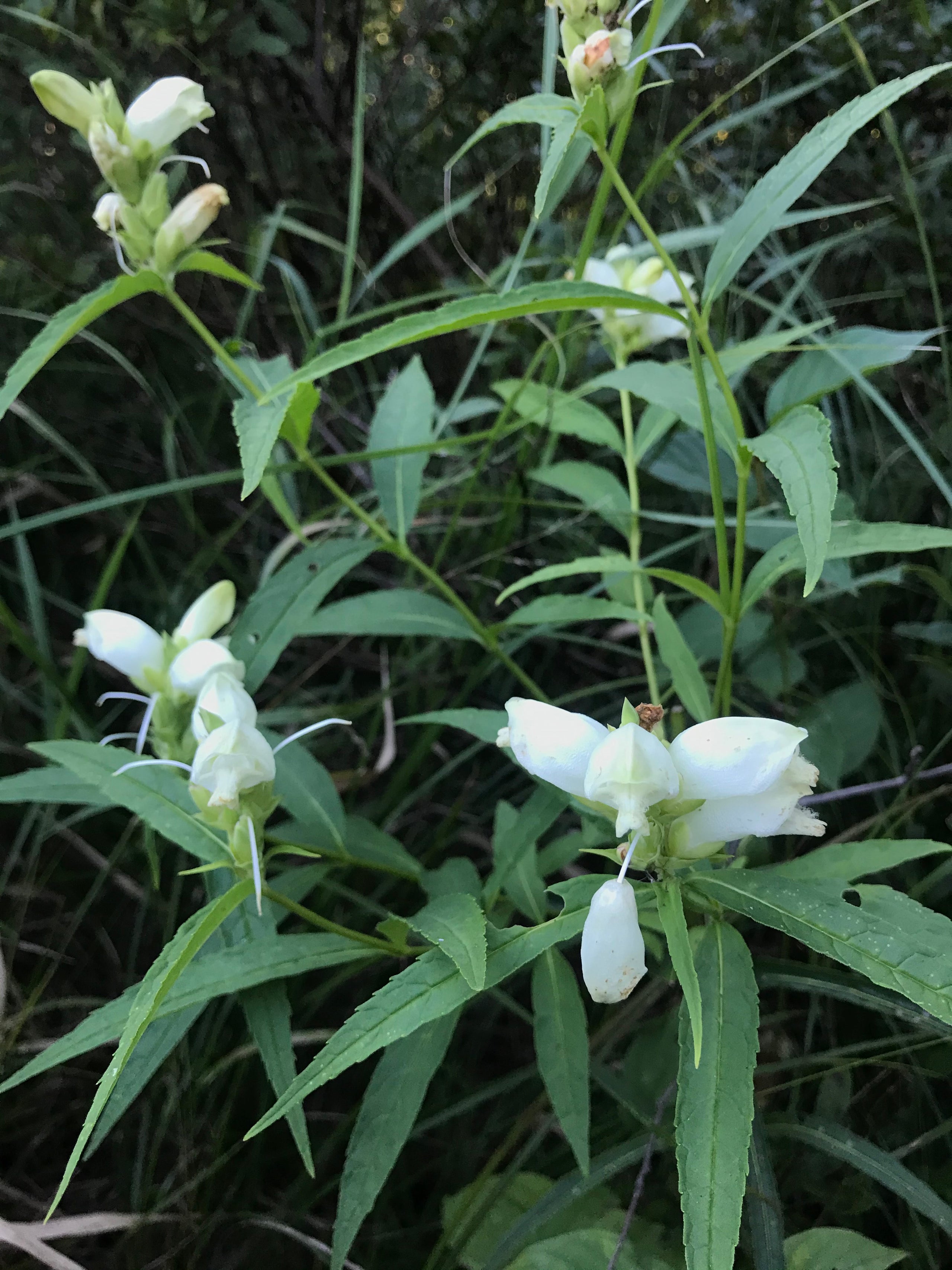 Turtlehead (Chelone glabra) | Birdsfoot Native Nursery